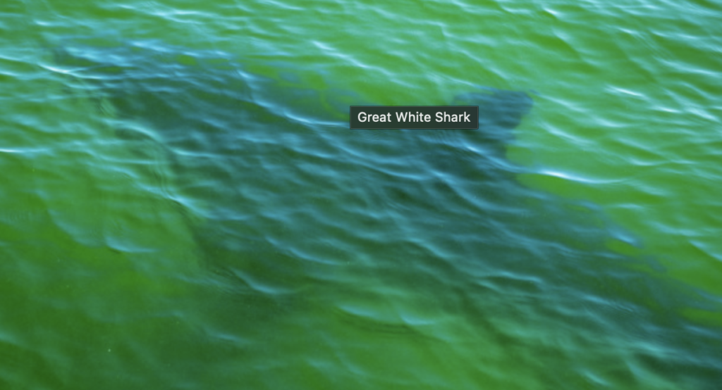 Divers Head Ripped Off By Angry Great White Shark - Down Fly Adventures