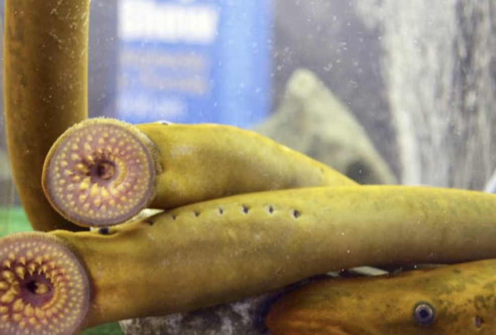 Nightmare Fish Found In Local River - Down Fly Adventures